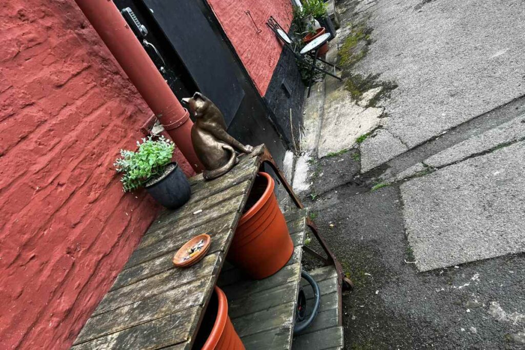 Discover York Cat Trail With Me