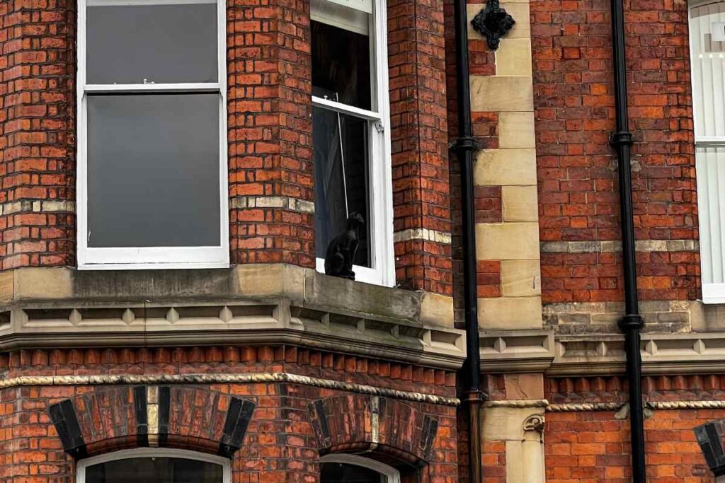 Discover York Cat Trail With Me