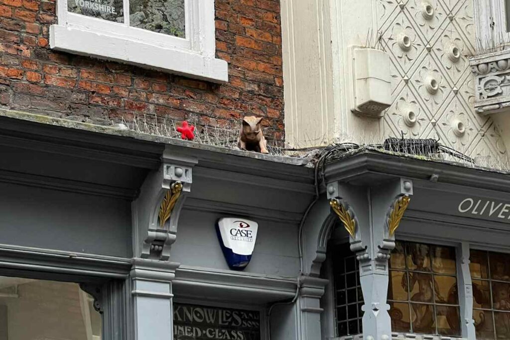 Discover York Cat Trail With Me