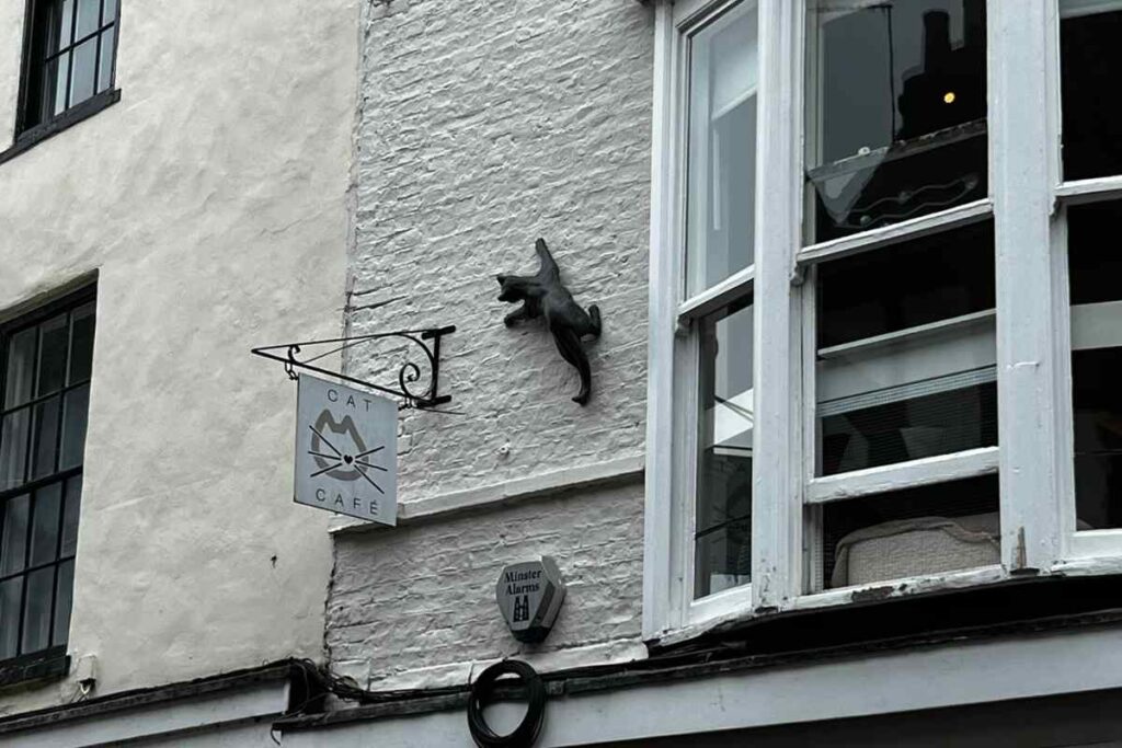 Discover York Cat Trail With Me