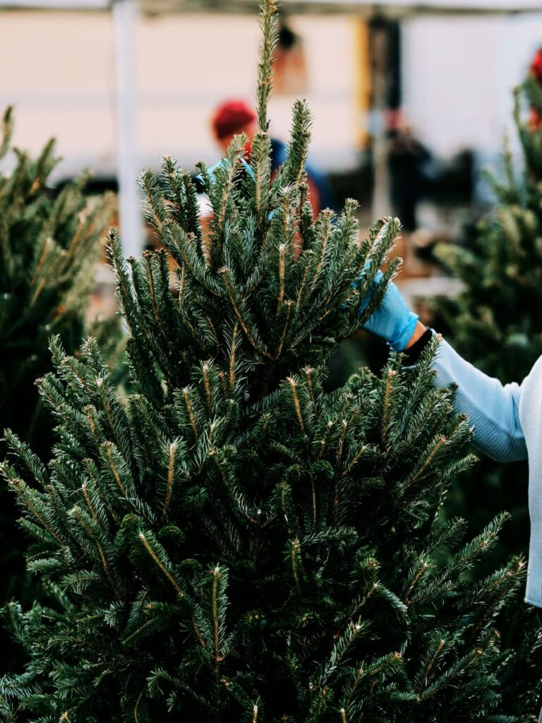 Top 4 Places To Buy Real Christmas Trees In York 2024